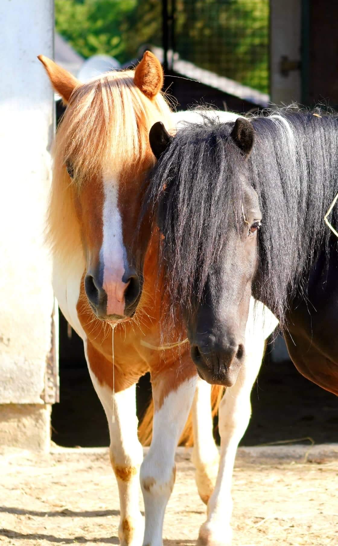 Meine Ponys